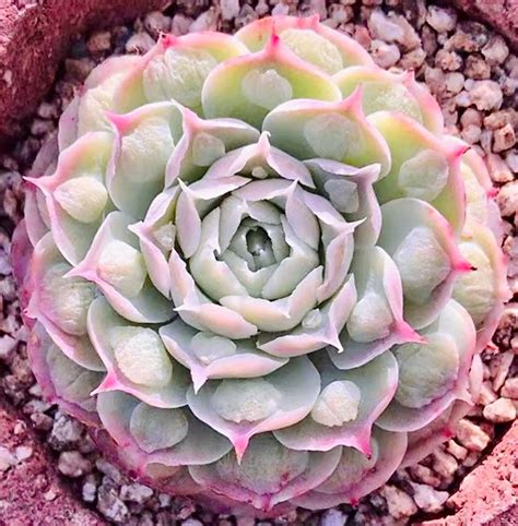 10 Seeds Echeveria Gilo Drops New Rare Succulent Seed Plant Etsy