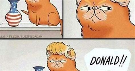Trumpy Cat Trumpy Cat Album On Imgur