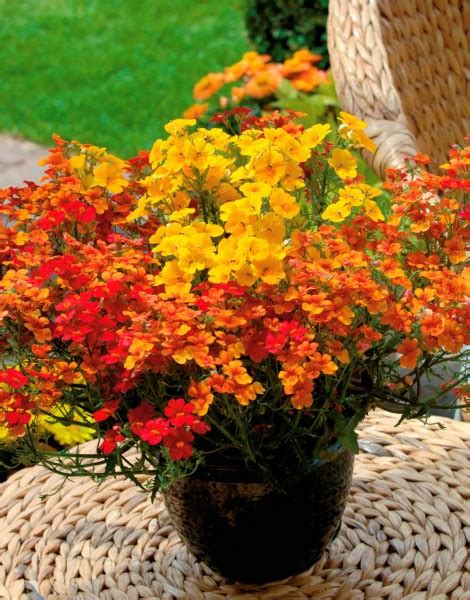 Nemesia - Rośliny balkonowe i rabatowe - Rośliny