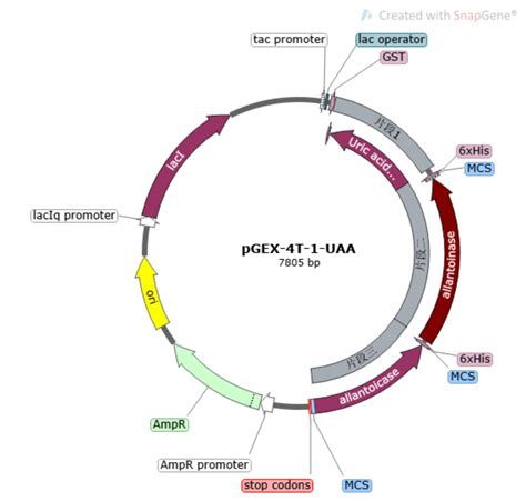 Engineering Success Bzk Igem 2023