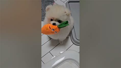 강아지를 기른 뒤 장점은 Youtube