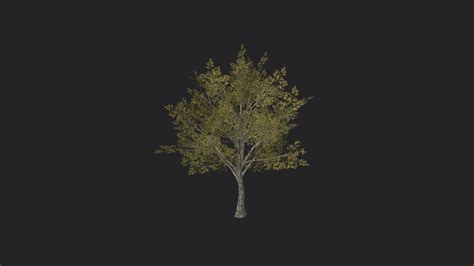 Tree 3d Model 034 By Bubble009