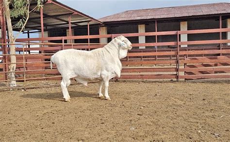 Van Rooy A Highly Economical Sheep Farming Option