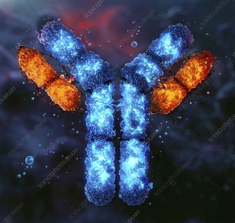 Antibody Structure Illustration Stock Image F043 8426 Science Photo Library