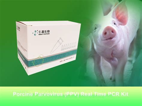 High Quality Of Porcine Parvovirus Ppv Real Time Pcr Kit Porcine
