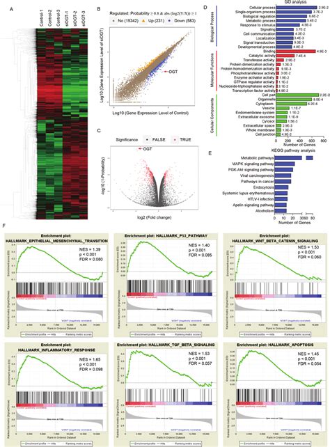 Genome Wide Identification Of Transcriptional Targets For Ogt A