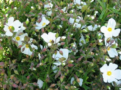 Halimiocistus Sahucii Bastaard Cistusroos Bloemenpark Appeltern