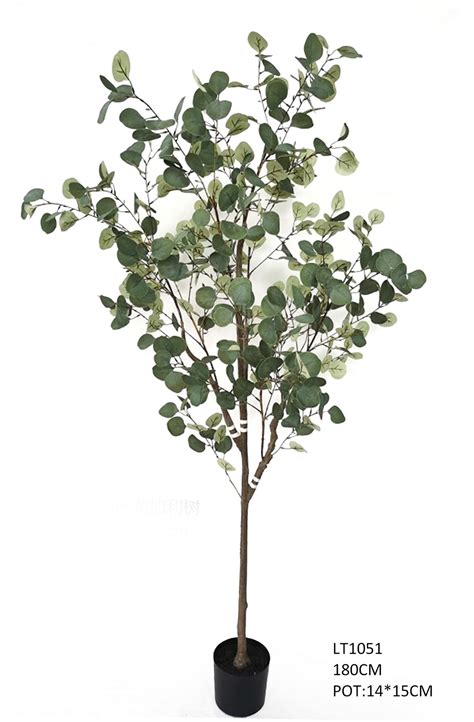 1 8m Silver Dollar Eucalyptus Tree