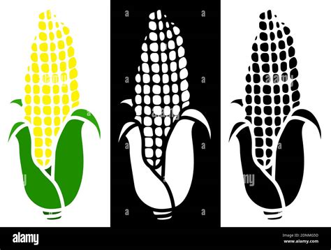 Harvest Harvesting Maize Corn Stock Vector Images Alamy