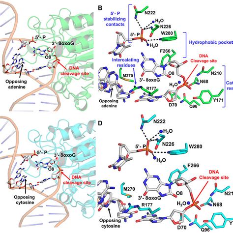 Base Excision Repair Pathway A A Schematic Demonstrating How The Ber
