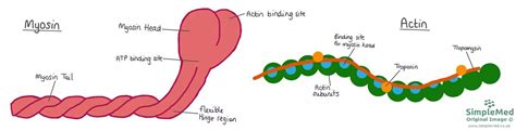 2 Structure Of The Muscles Simplemed Learning Medicine Simplified