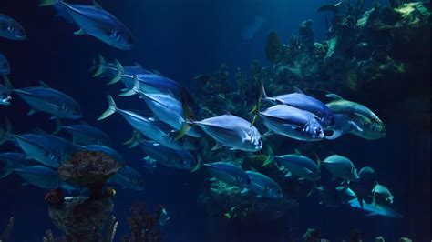 Quest Ce Que Les Ressources Halieutiques Scormier