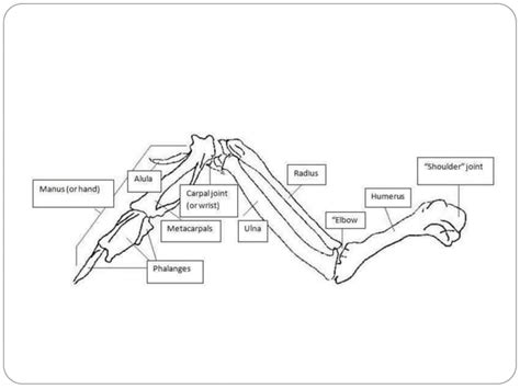 Avian Skeletal System Pdf