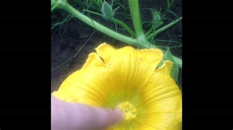 SSS Pumpkin Sex YouTube