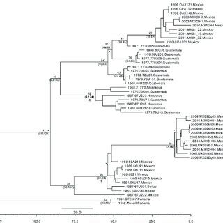 The Genetic Relationships Of The Iiidiabic Subtypes Of The Veev