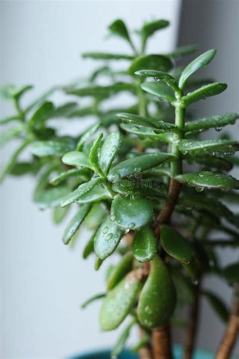 Succulent Crassula Ovata Commonly Known As Jade Plant Lucky Plant