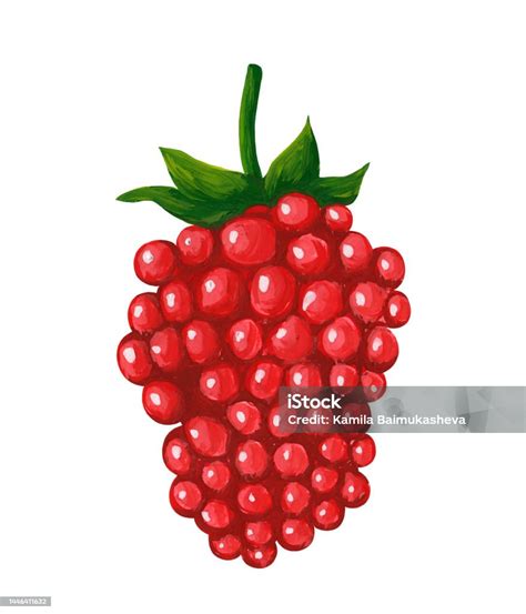 빨간 블랙 베리의 손으로 그린 구 아슈 그림 고립 된 현실적인 나무 딸기 과일에 대한 스톡 벡터 아트 및 기타 이미지 과일 구아슈 날것 Istock