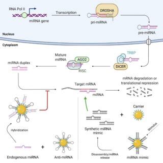 Schematic Representation Of Mirna Biogenesis And Interaction Of Mirna