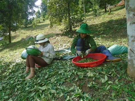 Vietnamese Anise Essential Oil Non Toxic Trans Anethole Content 85
