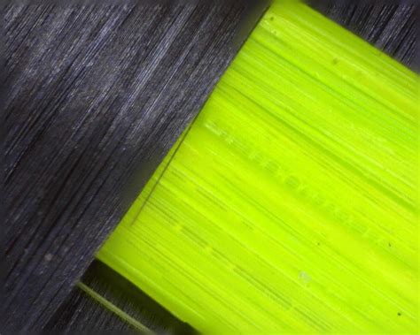 Magnification Examples — Dino Lite Digital Microscope Americas