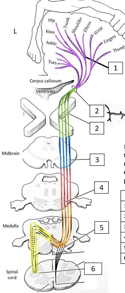Corticospinal Tract Coloring Page Diagram Quizlet