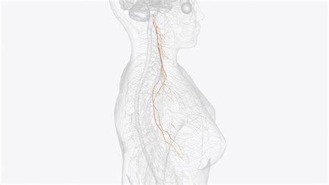 Premium Photo The Vagus Nerve Cranial Nerve Cn X Is The Longest Cranial Nerve In The Body