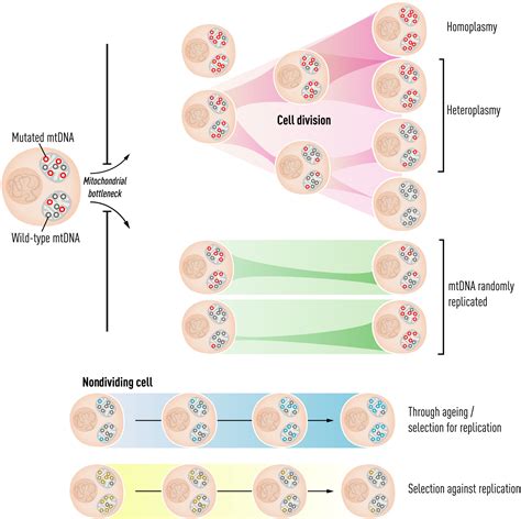 Mitochondrial Dna Inheritance