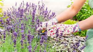Las Plantas Para Sembrar En Primavera Y Tener Flores En El Verano