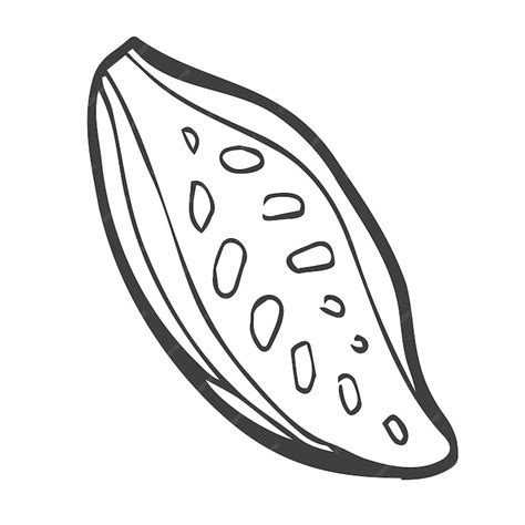 Premium Vector Hand Drawn Cocoa Bean Vector Outline Cocoa Bean In The