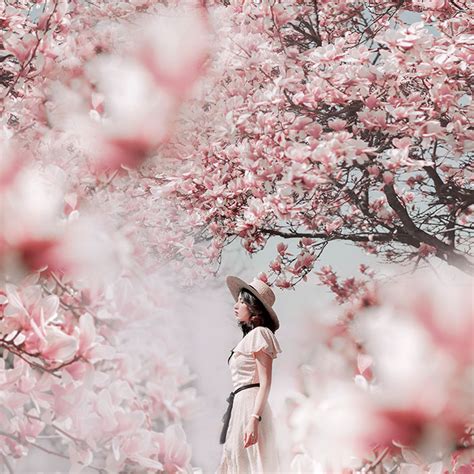 Magnolia Dream By Thefirebomb On Deviantart