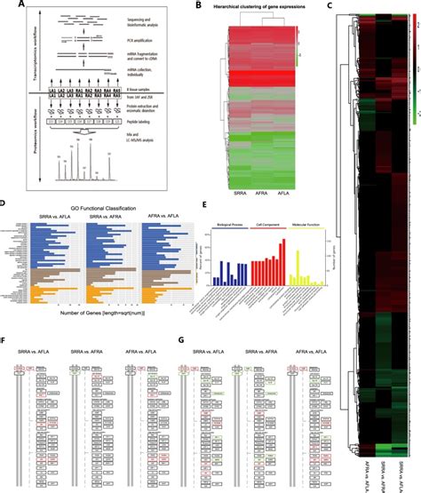 Role Of The PPAR Pathway In Atrial Fibrillation Associated With Heart