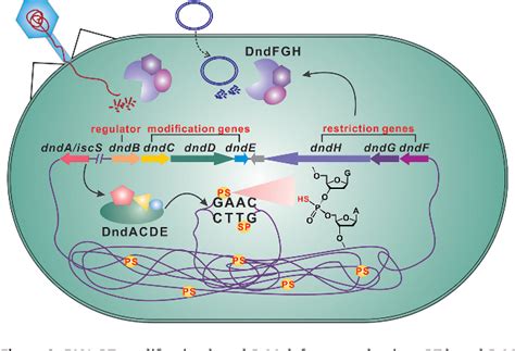Pdf Dna Phosphorothioate Modification—a New Multi Functional