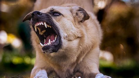 What Is A Dog Panic Attack Signs And Ways To Help