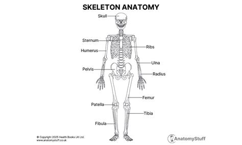 Anatomy Of The Skeleton An Introduction To The Skeletal System