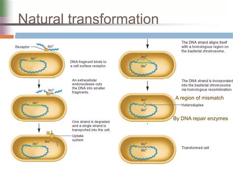 Genetic Analysis And Mapping In Bacteria And Bacteriophages Pptx