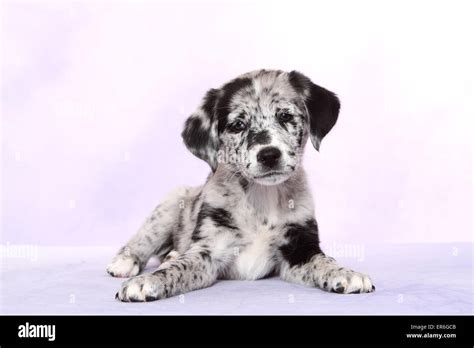 Aussie Lab Mix