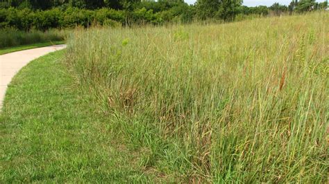 Buffalo Brand Low Maintenance Turf Mix Buffalo Brand Seed