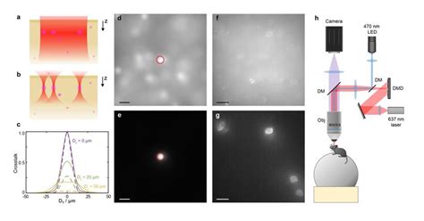 Theoretic Models Of Targeted Illumination On Fluorescence Crosstalk In