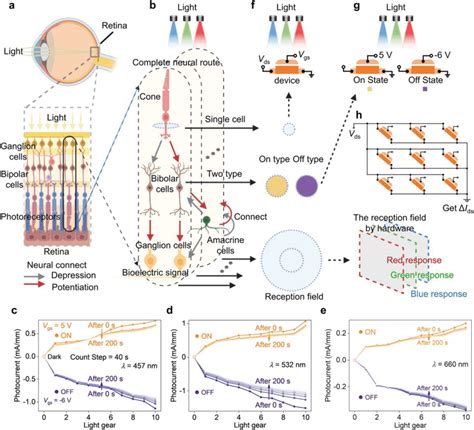 Simulation Of Retinal Cells With Hemt‐based Vision Sensors A The Download Scientific Diagram