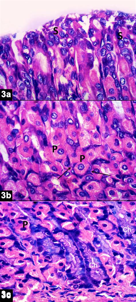 A Photomicrograph Of A Section In The Fundic Mucosa Of A Control Rat
