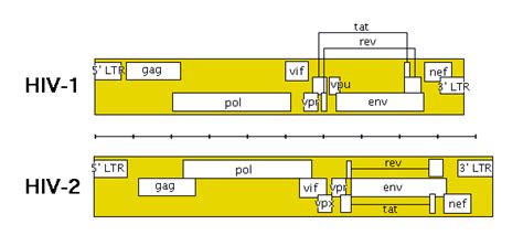 Hiv Genome Genetic Structure And Function Of Hiv Explained Hiv I Base
