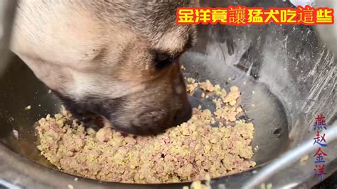 猛犬比特今天改善伙食，看看它们吃的啥？分分钟秒完渣都不剩 Youtube