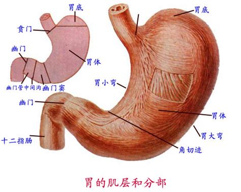 解剖學 胃 位的解剖圖 神拓網