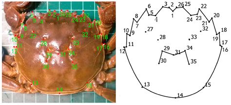 Identification Of “bathed” Chinese Mitten Crabs Eriocheir Sinensis