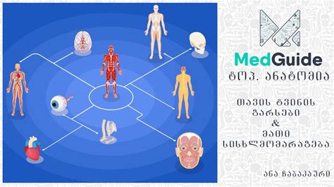 Medguide მედგიდი ტოპ ანატომია თავის ტვინის გარსები და მათი