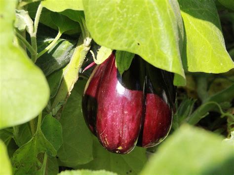 Де краще ростуть баклажани чи можна садити їх у тіні