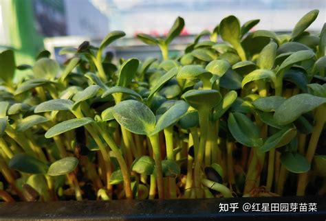 油葵苗是什么？好吃吗？ 知乎