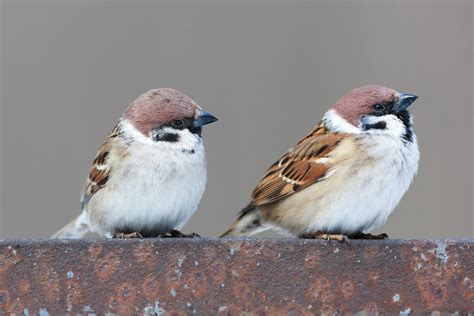 Tree Sparrow Eggs