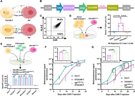 The HLA E Helps UCAR T Cells To Escape The Lysis Induced By NK Cells In Download Scientific