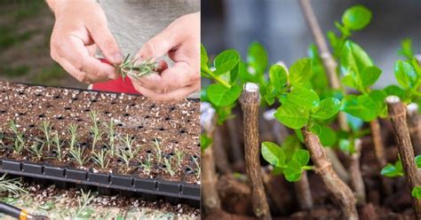 Trees That Grow From Cuttings Back Gardener
